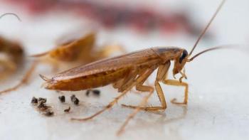 All About the White Cockroach: Facts, Habitat, and Behavior